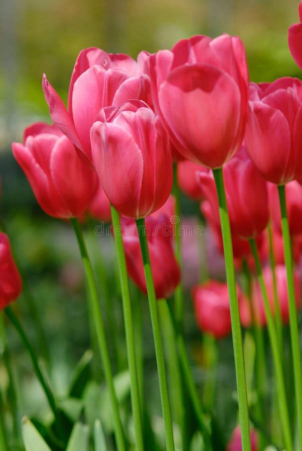 Colorful flowers in spring stock image. Image of life - 5109985