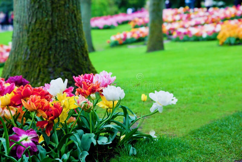 Colorful Flowers in Spring Park Stock Photo - Image of blossom, park ...