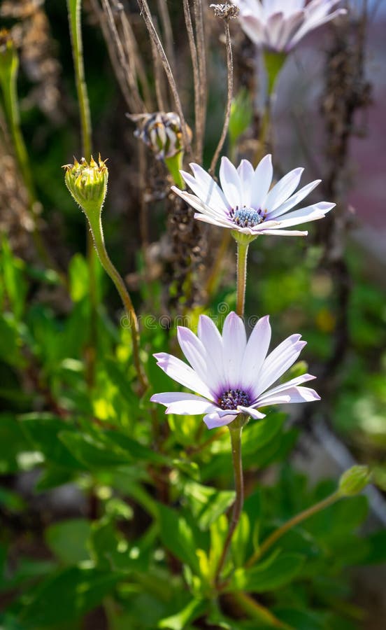 Colorful Flowers Sunbathing in Meadow in Spring Stock Image - Image of ...