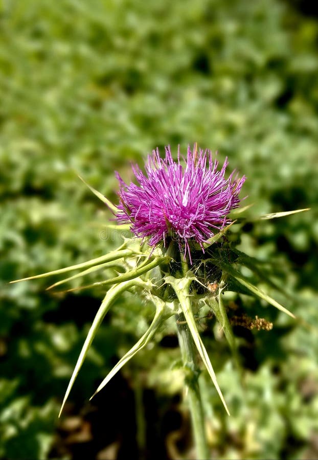 Colorful thorn at summer stock photo. Image of tree - 224120558