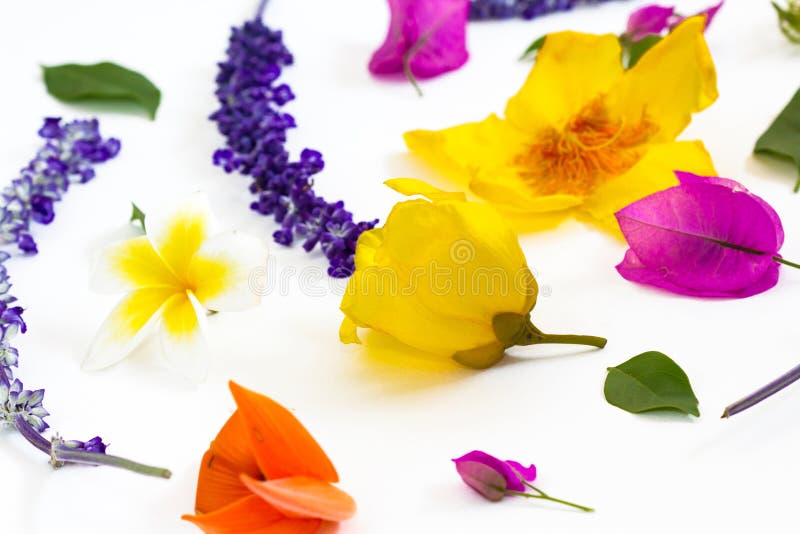 Colorful Flowers on White Background Stock Photo - Image of life, fresh ...