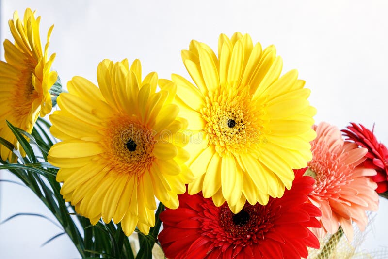 Colorful Flowers on White Background Stock Image - Image of abstract ...