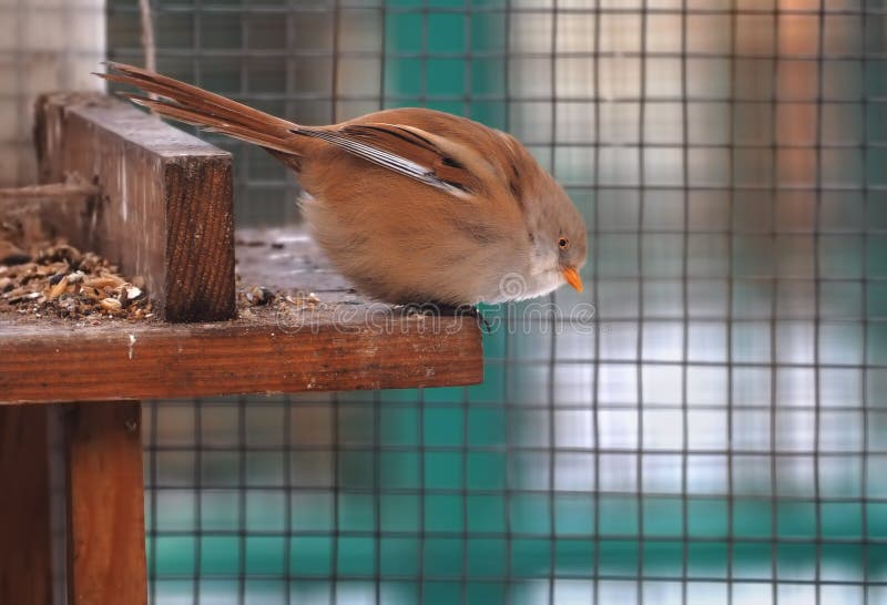 Colorful Fluffy Bird Looking Down Stock Photo - Image of fluffy, white ...