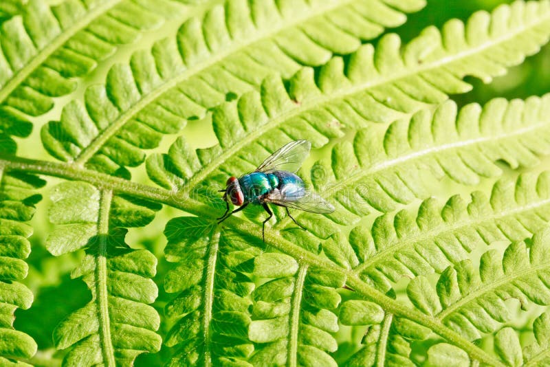 Colorful fly on green leaf stock photo. Image of housefly - 22287866