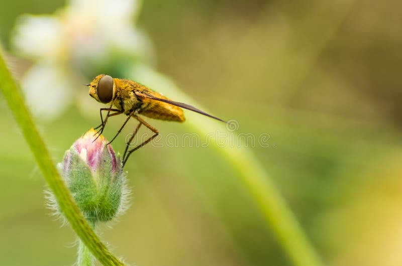 Colorful Fly stock image. Image of plants, blooming, floral - 65441187