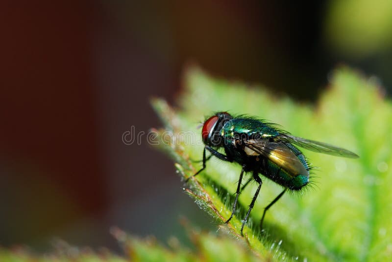 Colorful fly stock photo. Image of antrey, workers, wooden - 31434660