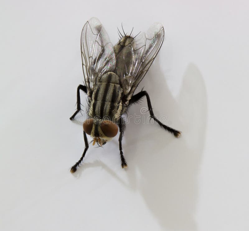 Colorful Fly on White Background Stock Photo - Image of close ...