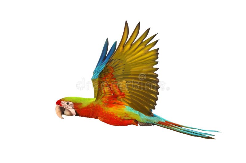 Colorful Flying Buffwing Macaw Parrot Isolated on White Background ...