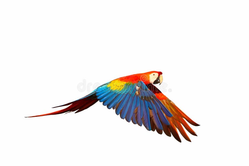 Colorful Flying Parrot Isolated on White Background. Stock Illustration ...