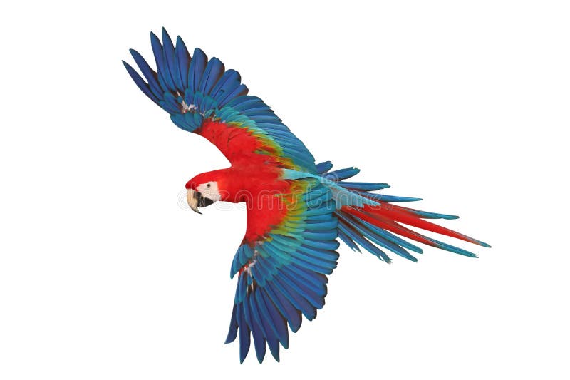 Colorful Flying Parrot Isolated on White. Stock Photo - Image of ...