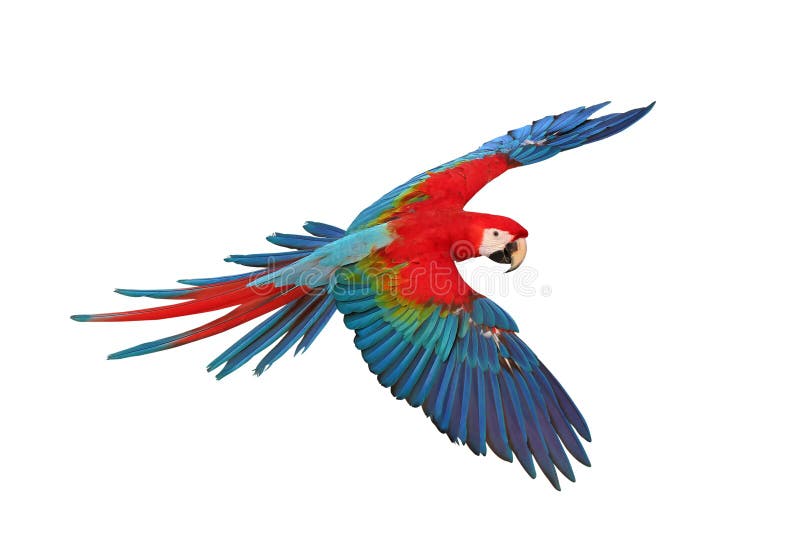 Colorful Flying Ruby Macaw Parrot Isolated White Background Clipping ...