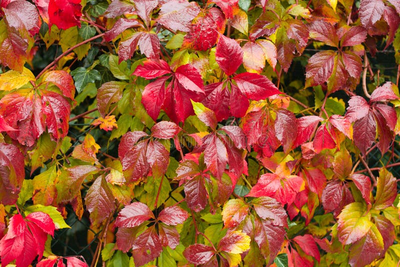 Colorful foliage stock image. Image of change, leaf, growth - 27225797