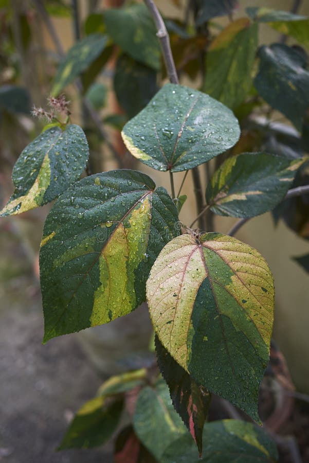 Colorful Foliage of Acalypha Shrub Stock Image - Image of close, nature ...