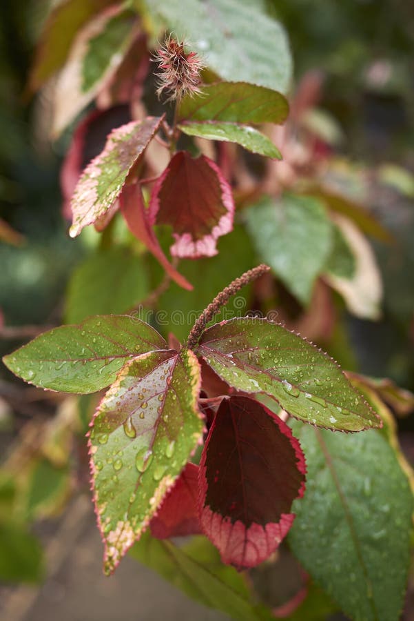Colorful Foliage of Acalypha Shrub Stock Photo - Image of purple ...