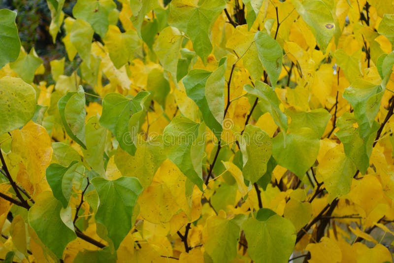 Colorful Foliage of Cercis Canadensis Stock Image - Image of eastern ...