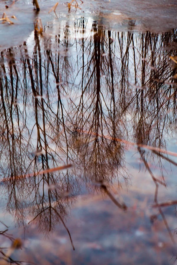 Colorful Foliage Floating in the Dark Fall Water with Reflection of the ...