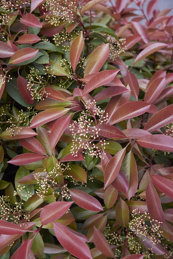 Red Photinia shrub stock image. Image of bush, photinia - 89806177