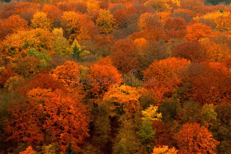 Fall Color stock image. Image of canada, trees, colorful - 16340639