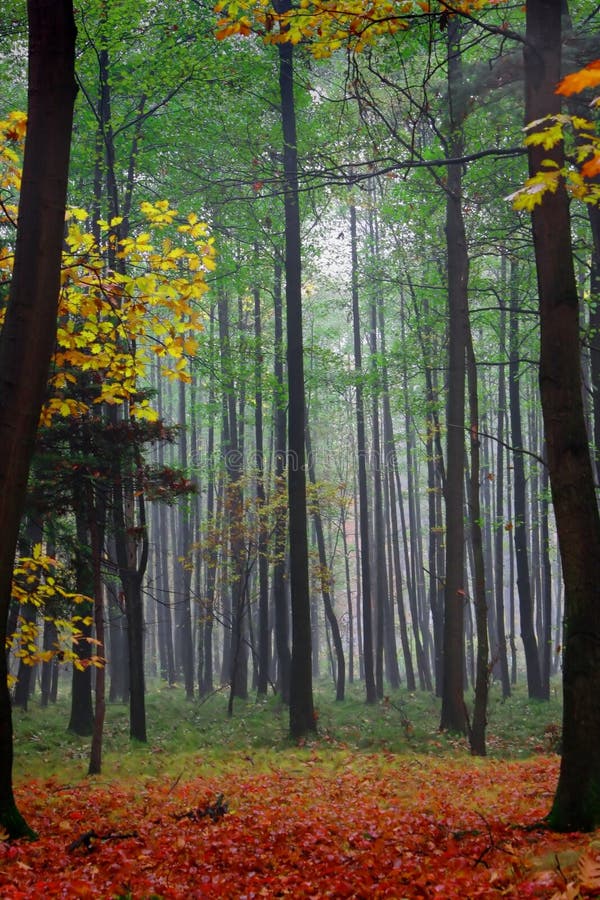 Colorful forest stock photo. Image of vertical, morning - 4666540