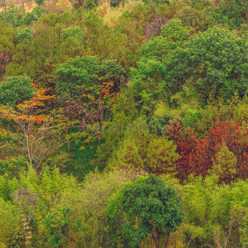 Colorful Forest stock image. Image of forest, beautiful - 101533777