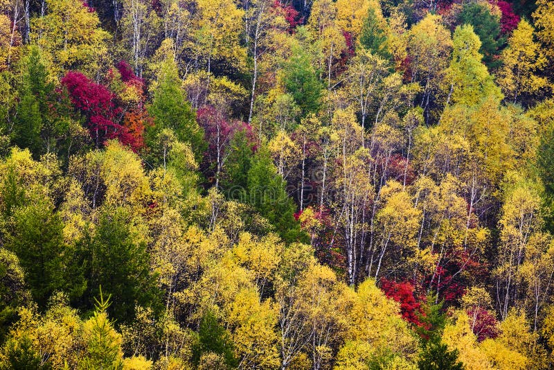 Colorful forest in autumn stock photo. Image of picturesque - 11033796