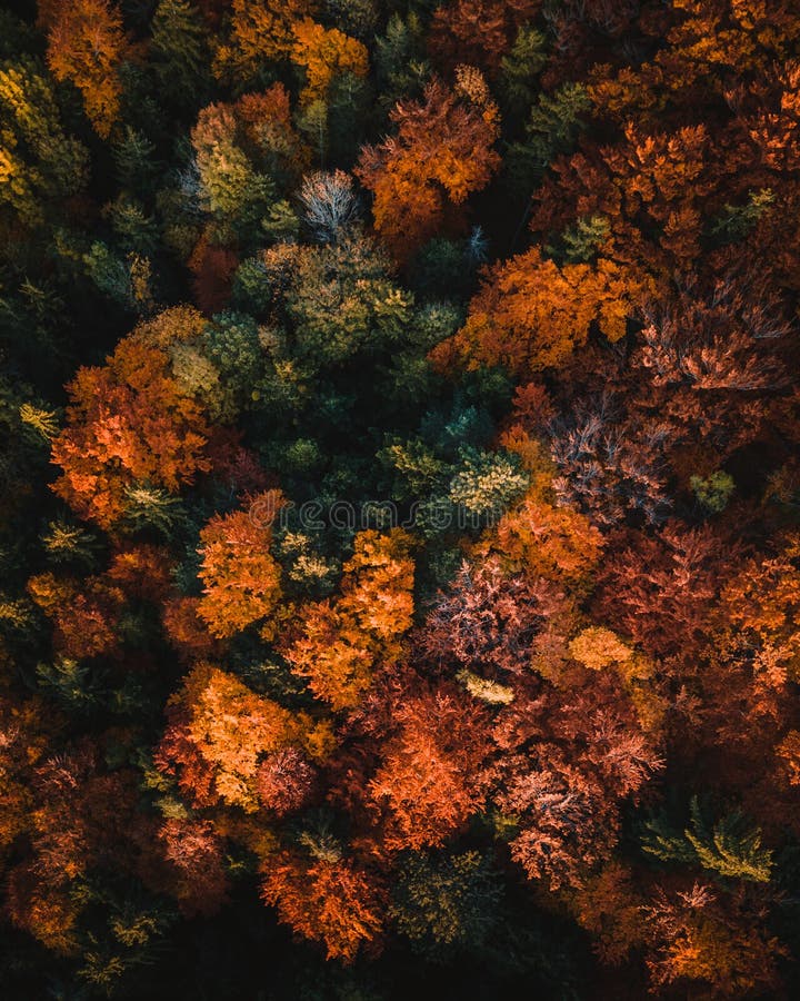 Colorful Forest in Autumn Aerial View Stock Image - Image of view, path ...