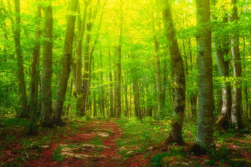 Colorful Forest with Beautiful Light Stock Photo - Image of colorful ...