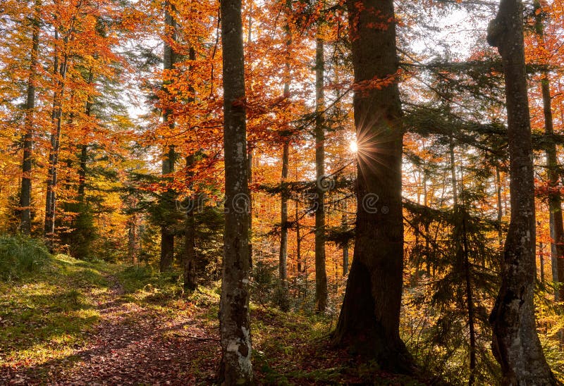 Colorful Forest in the Fall Stock Image - Image of landscape, colorful ...