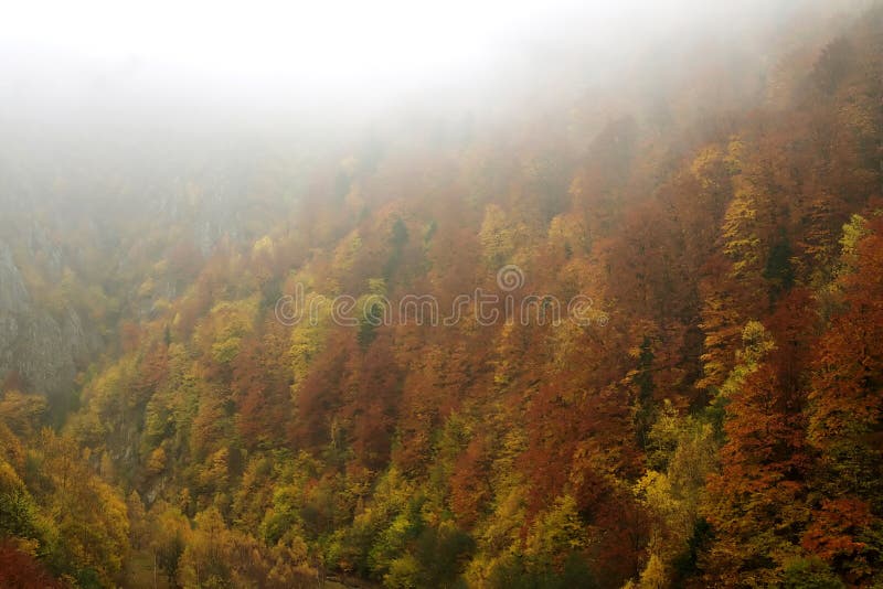 Colorful forest landscape stock image. Image of forest - 1507279