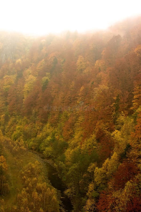 Colorful forest in mist stock image. Image of path, background - 1507265