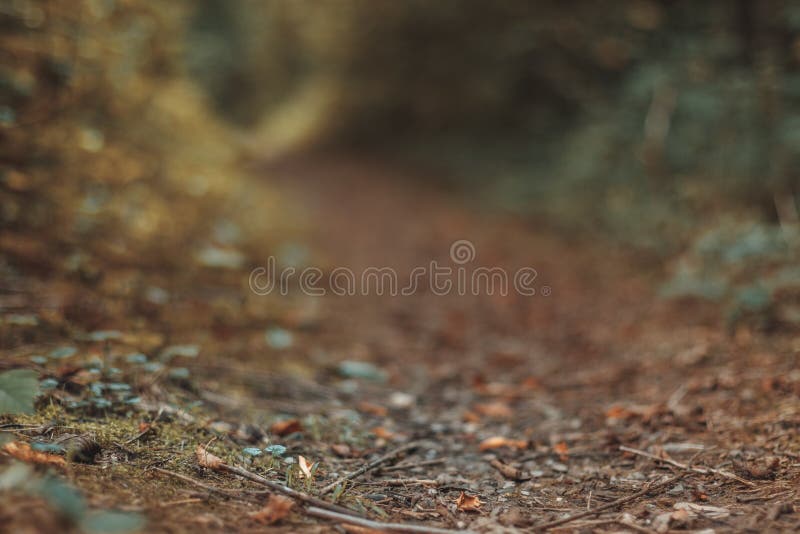 Colorful Forest Pathway in Extreme Depth of Field Stock Image - Image ...
