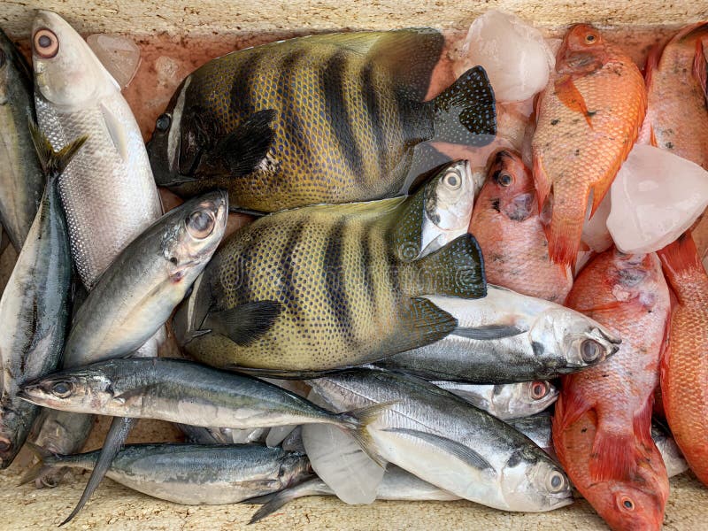 Colorful Fresh Fish in the Ice Box Stock Image - Image of preserved ...