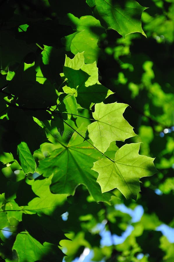 Colorful Fresh Green Maple Branch Close-up in Sunlight Stock Image ...