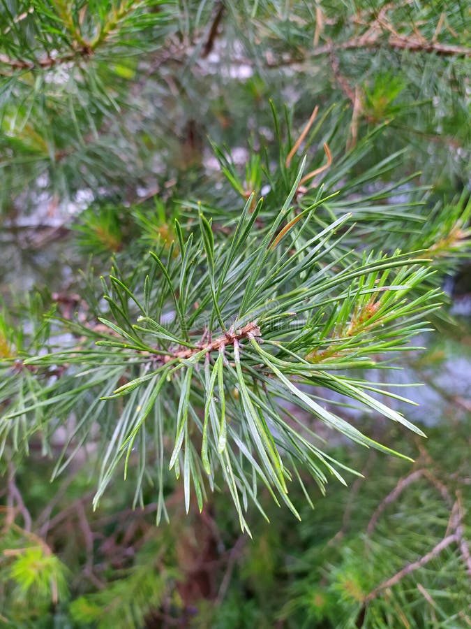 Colorful Fresh Green Young Pine Branch with a Young Bud Close-up Stock ...