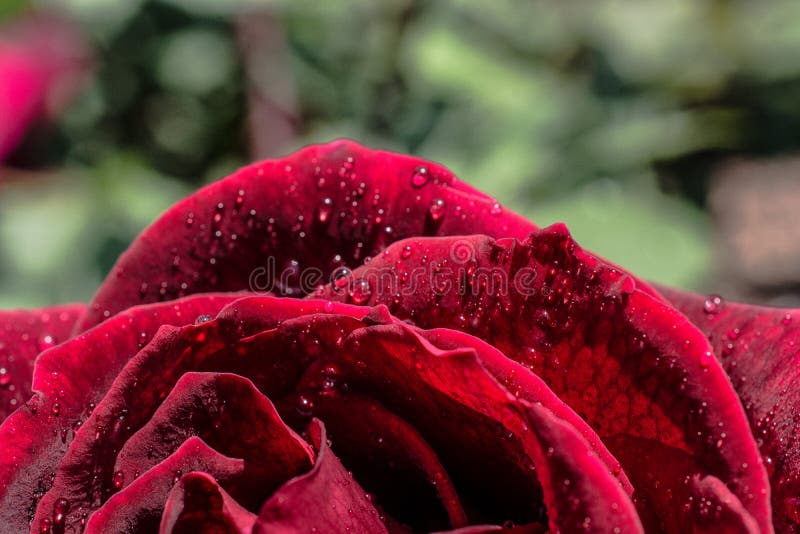 Colorful Fresh Rose in Close Up View Stock Photo - Image of affection ...