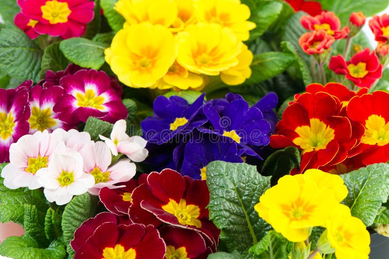 Primula mix colors stock image. Image of time, primrose - 13338551