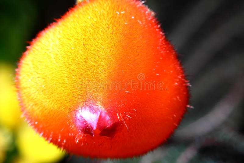 Colorful Fresh Sprout - Spring Stock Photo - Image of botany ...