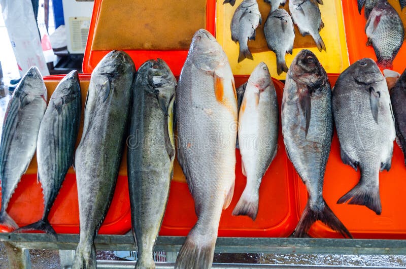 Colorful Fresh Tropical Fish in the Market of Lima, Peru. Stock Image ...