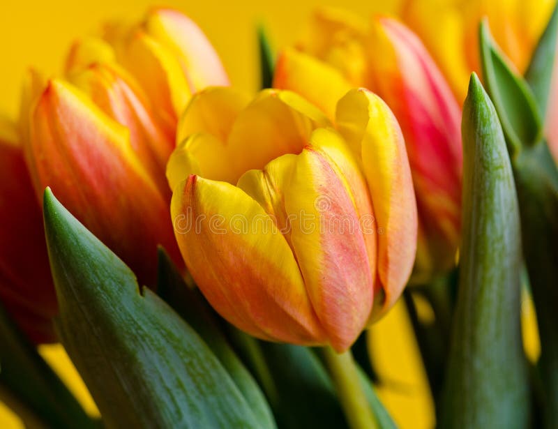 Colorful fresh tulips stock photo. Image of beautiful - 19074042