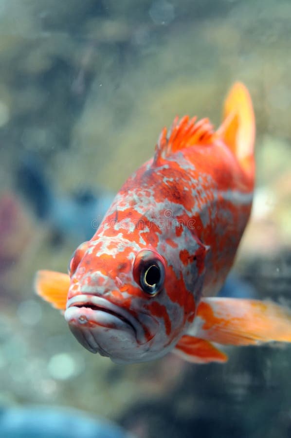 Colorful freshwater fish stock image. Image of orange - 9440795