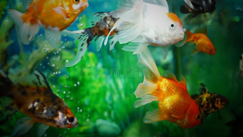 Colorful Freshwater Ornamental Fish in the Aquarium Stock Photo - Image ...