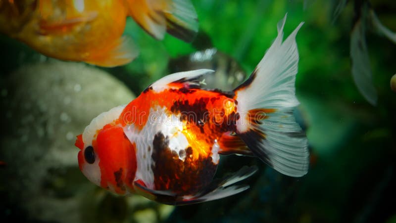 Colorful Freshwater Ornamental Fish in the Aquarium Stock Image - Image ...