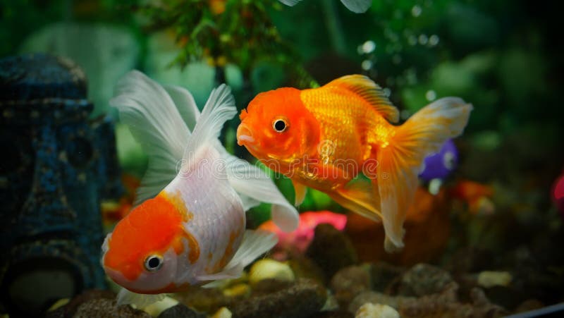Colorful Freshwater Ornamental Fish in the Aquarium Stock Image - Image ...