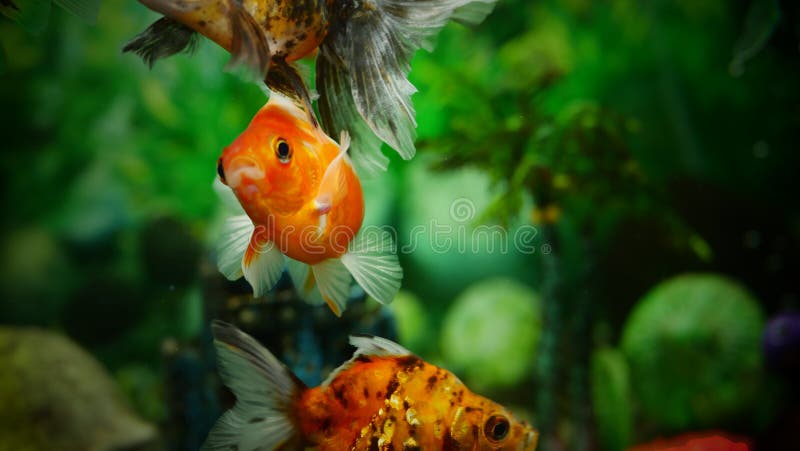 Colorful Freshwater Ornamental Fish in the Aquarium Stock Image - Image ...