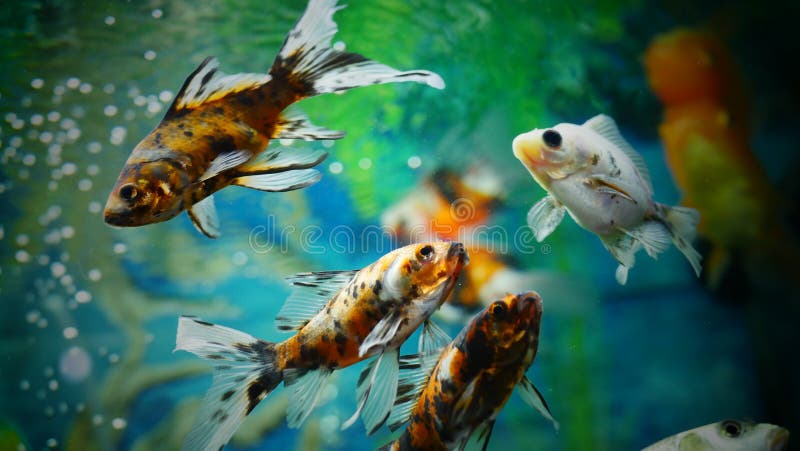 Colorful Freshwater Ornamental Fish in the Aquarium Stock Photo - Image ...