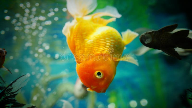 Colorful Freshwater Ornamental Fish in the Aquarium Stock Photo - Image ...