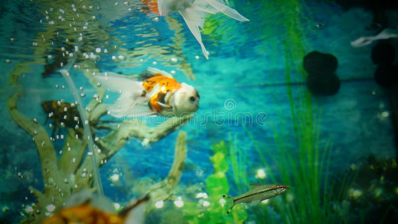 Colorful Freshwater Ornamental Fish in the Aquarium Stock Image - Image ...