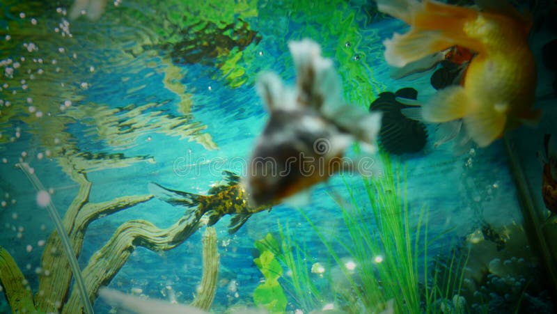 Colorful Freshwater Ornamental Fish in the Aquarium Stock Photo - Image ...