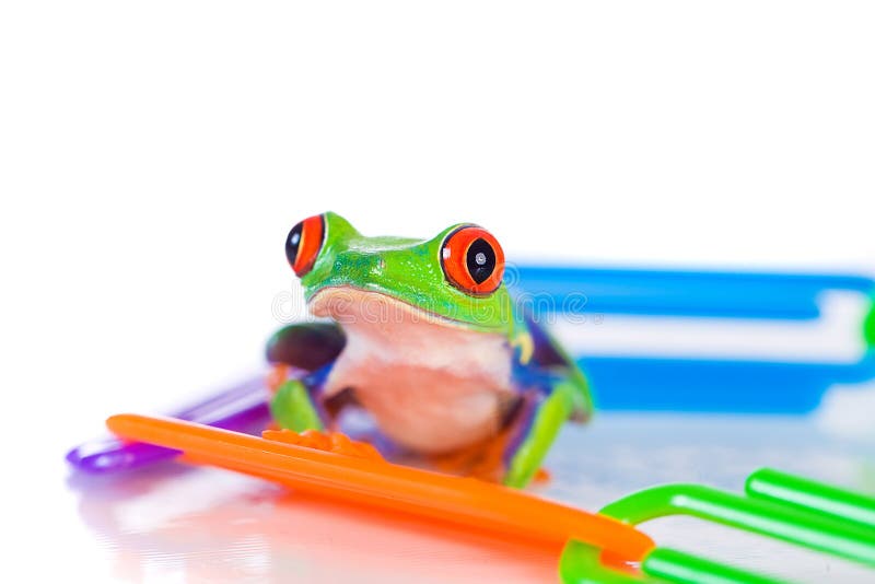 Colorful Frog in Plastic Paperclip Pile Stock Image - Image of neon ...