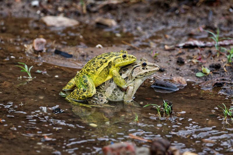 Frogs mating stock image. Image of natural, detail, breeding - 73658129